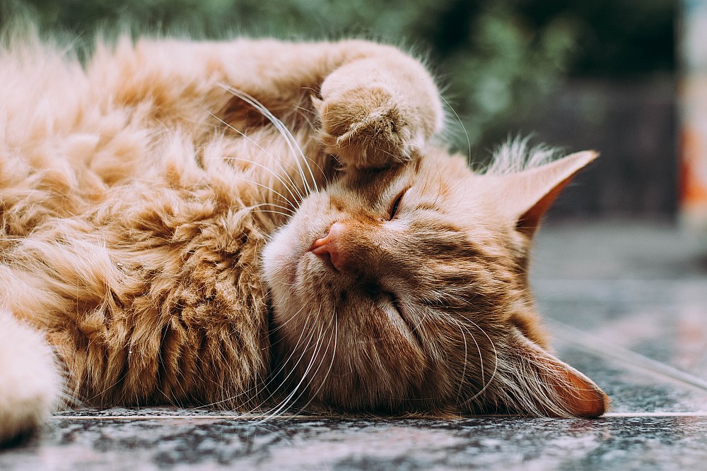Comprendre et traiter la gingivite chez le chat