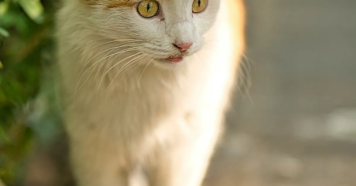 Tout savoir sur le bengal gris : un chat au pelage fascinant