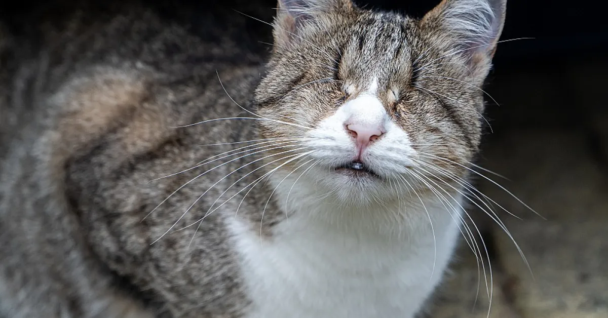 Tout savoir sur le chaton en peluche : compagnon doux et réconfortant