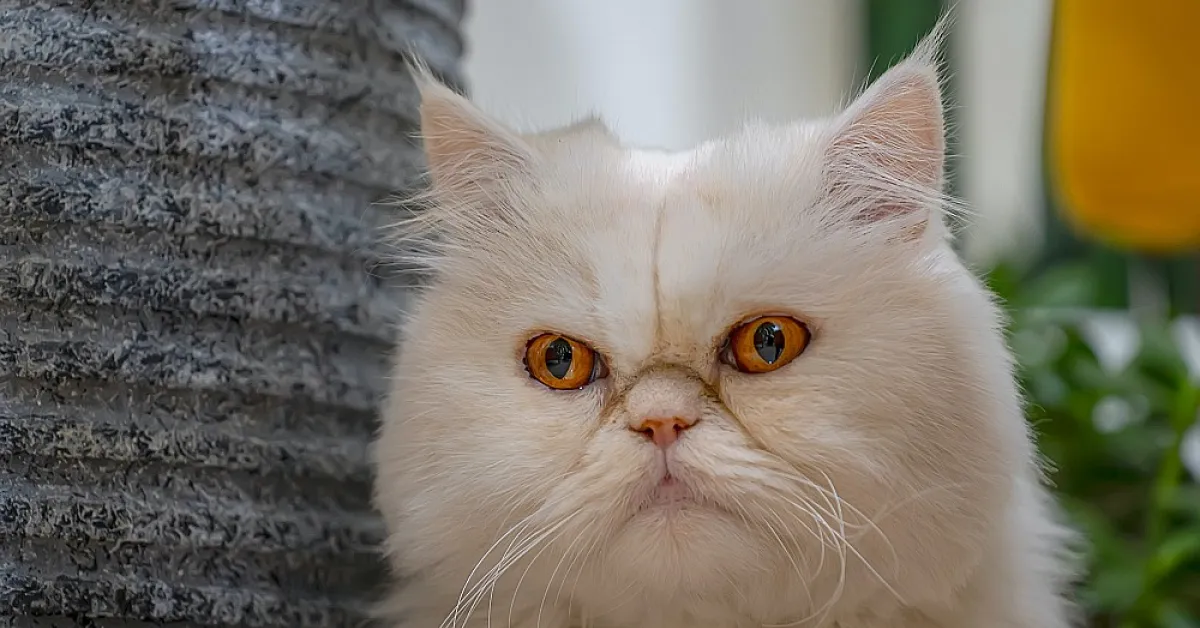 Tout savoir sur le savannah cat et le serval : différences ...