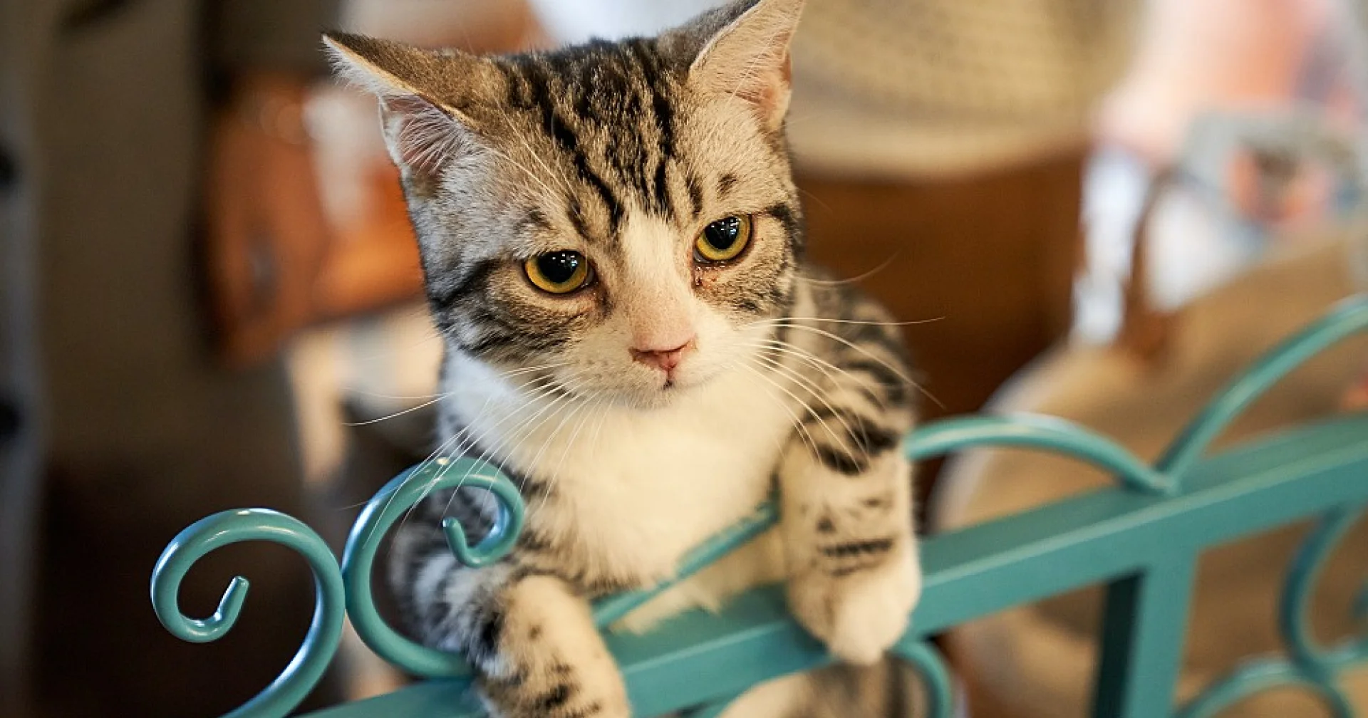 Prurit du chat : comprendre les démangeaisons pour mieux soulager votre ...